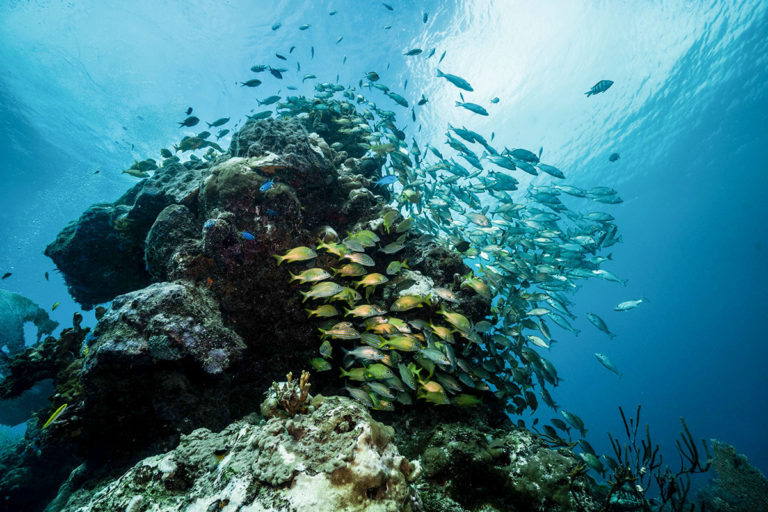 4 Amazing Coral Reef Spots in Cancun - Blog